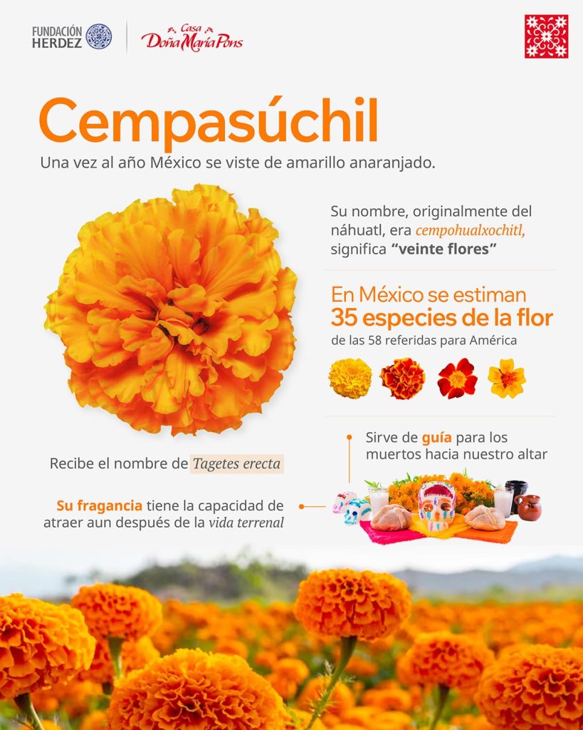 Cempasuchil – Fundación Herdez